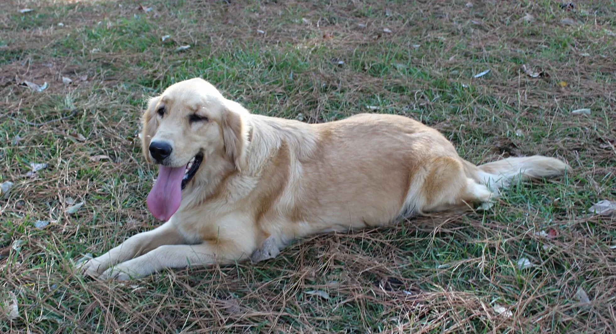 Bella - Pine Meadow Mastiffs & Retrievers